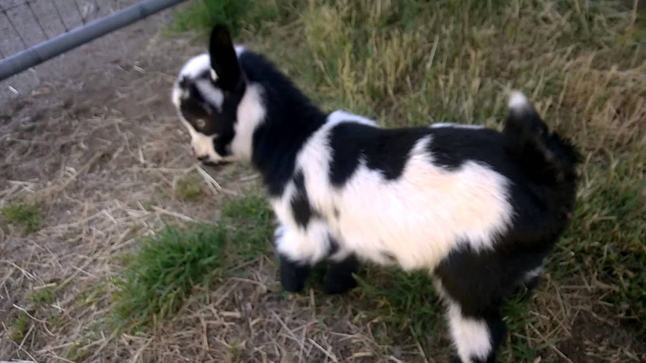 Happy hopping baby goat boy - YouTube