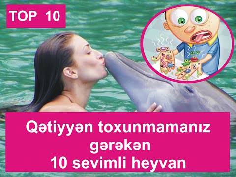 TOP 10 Qətiyyən toxunmamanız gərəkən 10 sevimli heyvan Tehlukeli heyvanlar  TOP 100 Топ 10