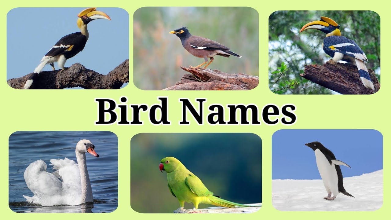 Bird Names - Birds with Picture - Birds in English - @Fun N Learn ...