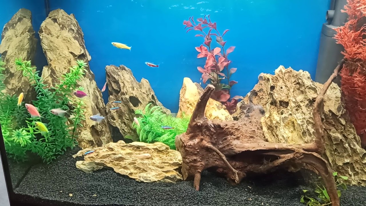 Akvarijum 70l . Color Tetre, color Zebrice i Kraljevske Neonke. - YouTube