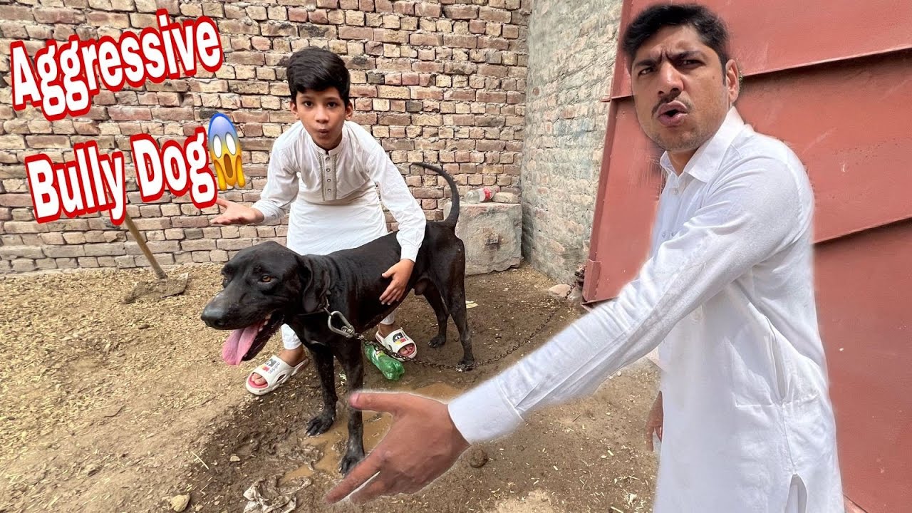 OMG Hum Heavy Bully Dog 🐕ly rhy Hain - YouTube
