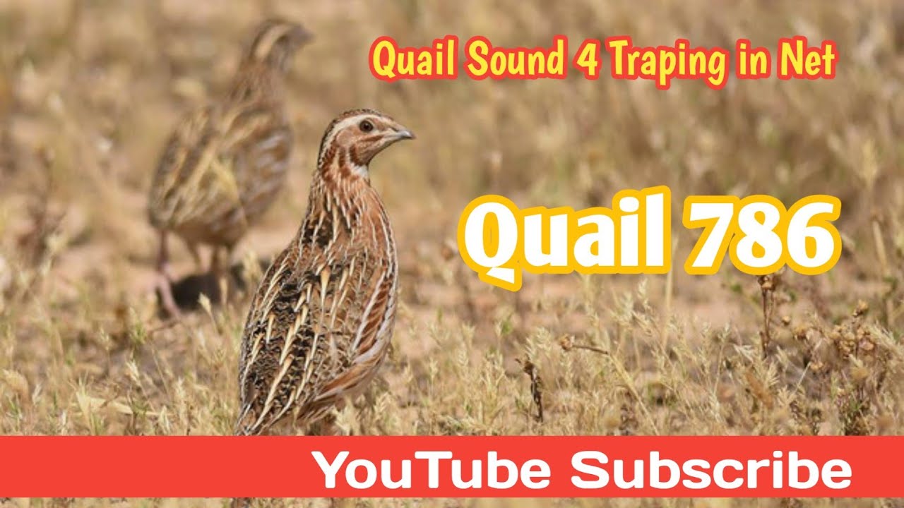 Common quail sound / batair ki awaz / batair voice / best lag - YouTube
