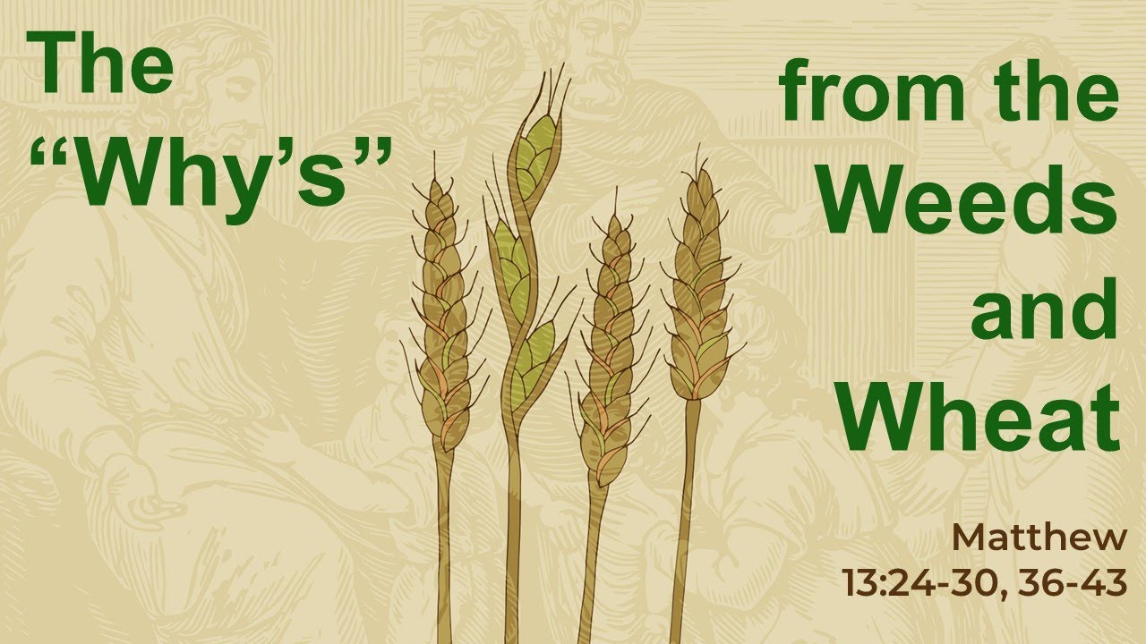 Sermon - The "Whys" from the Weeds and the Wheat - August 2 - YouTube