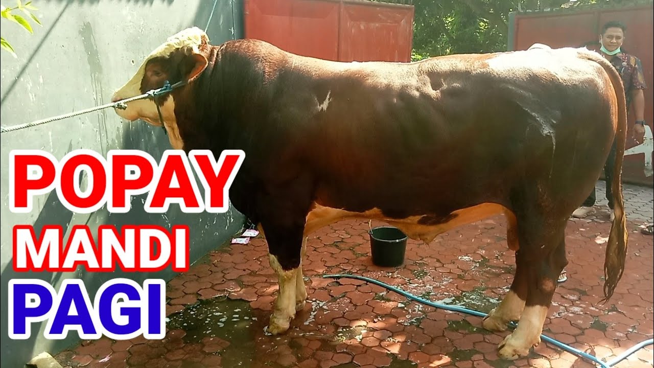 kabar terbaru sapi jumbo simental popay - YouTube