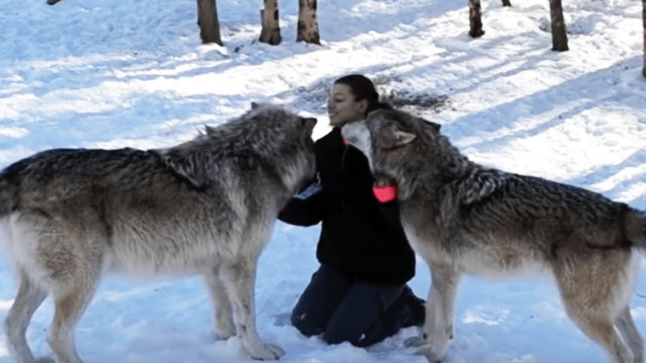 A Woman’s Encounter With Two Giant Wolves In The Woods Leads To An ...
