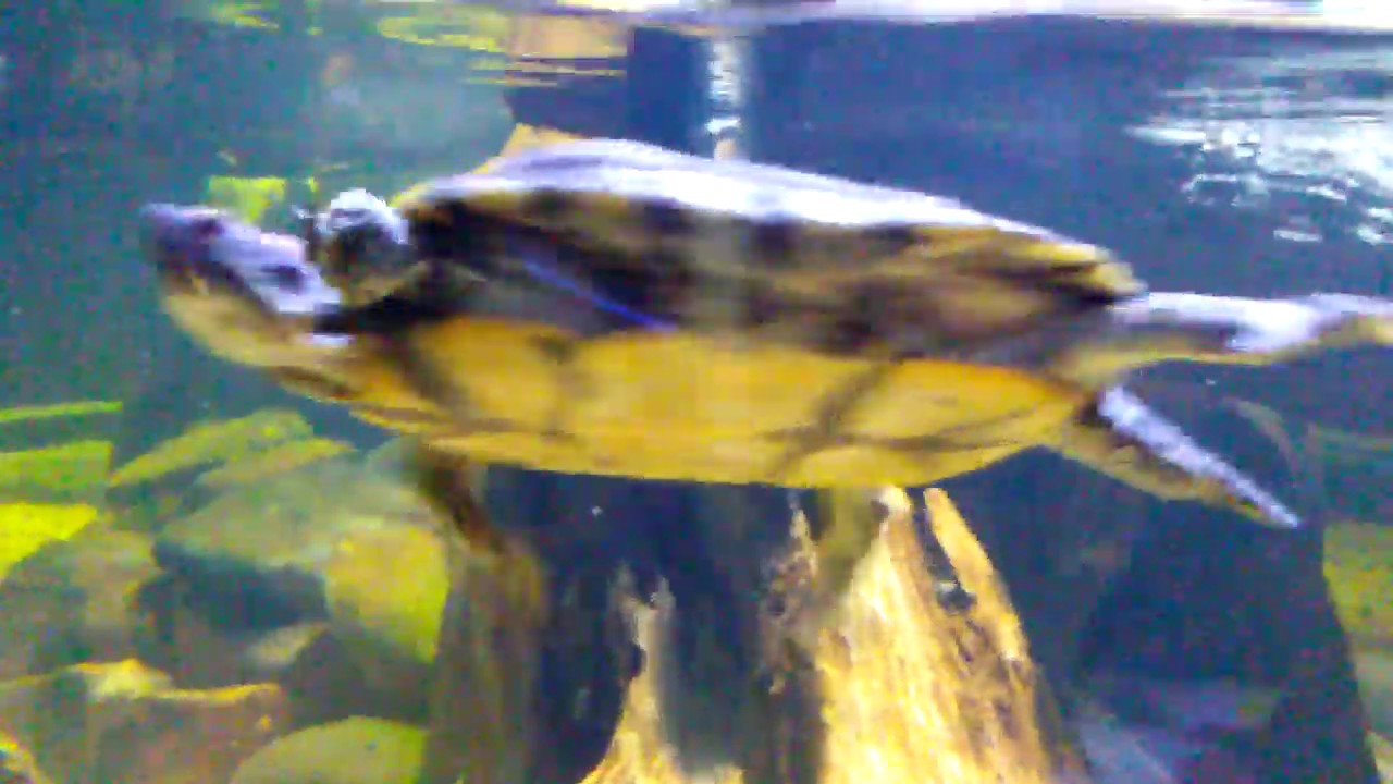 River Turtles - YouTube