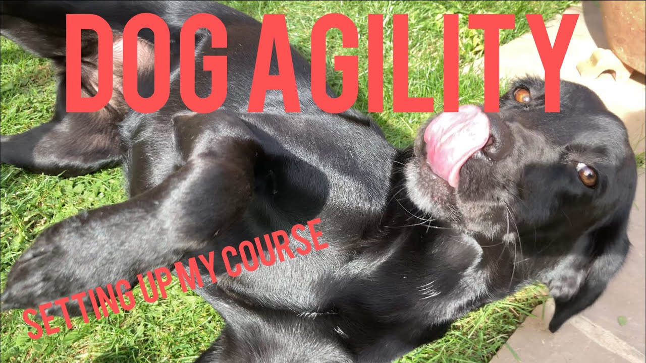 Dog Agility With Bella! Tricks And Treats | Lily And Chilli - YouTube