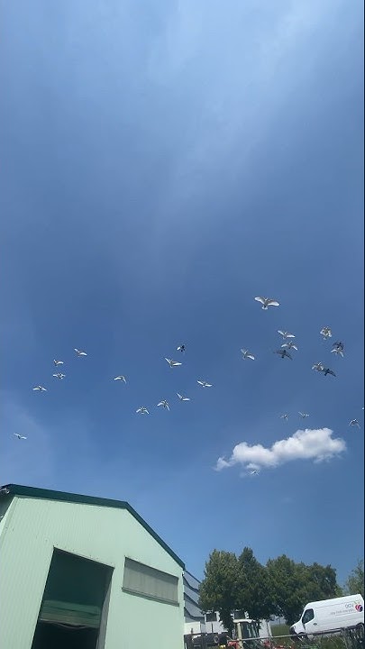 Flaying day💕 #youtubeshorts #foryou #birds - YouTube