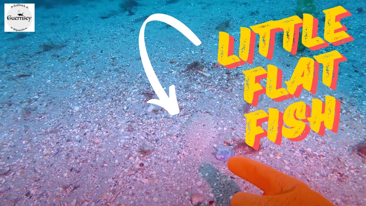 Scuba diving for Scallops and the Cement Shipwreck - YouTube