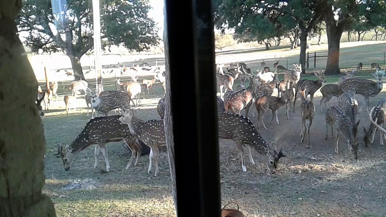 Spotted deer parade - YouTube