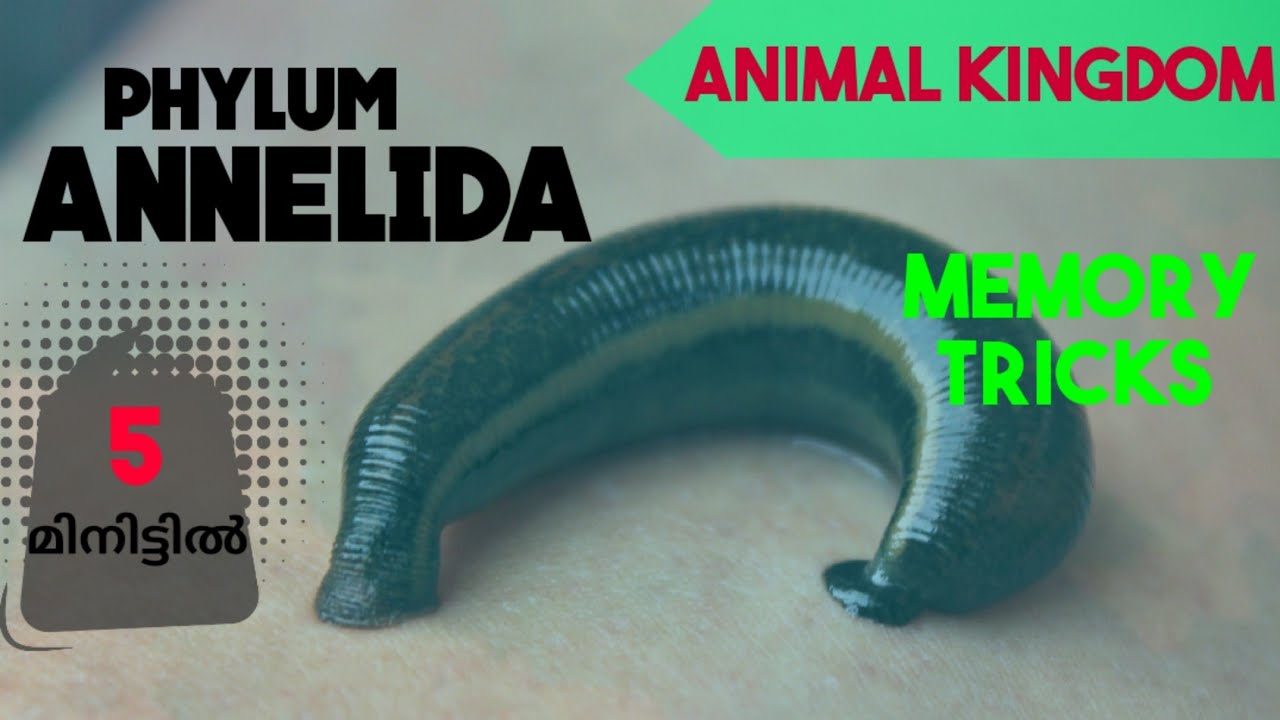 Phylum Annelida easy learning tricks-Animal kingdom for NEET,Plus One ...