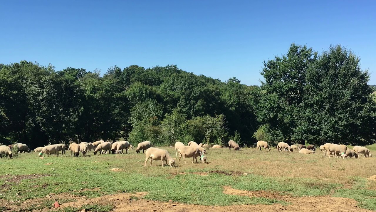 Sheep time lapse - YouTube