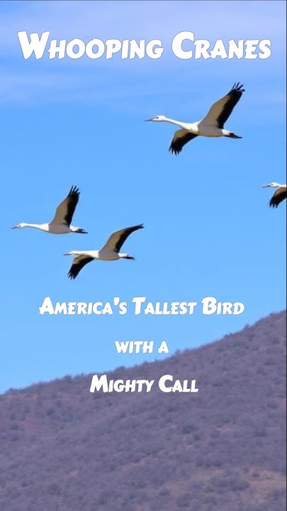 Whooping Crane Wonders Natures Tallest and Rarest Bird - YouTube