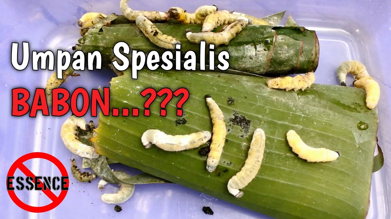 JARANG YANG TAU ULET PISANG BISA BUAT NYARI IKAN BABON || COBA AJA ...