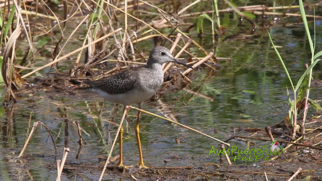 PLAYERO GUINEILLA MENOR (Lesser Yellowlegs, Tringa flavipes) Especie ...