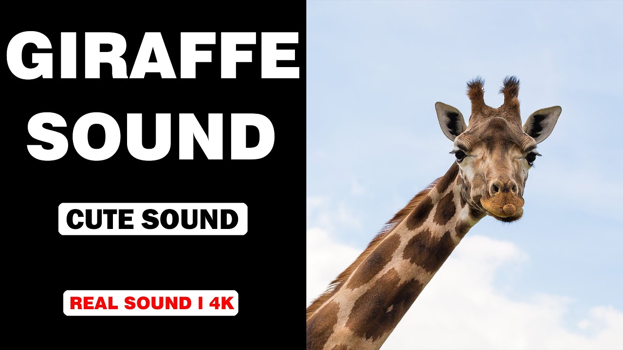 Real Giraffe Sounds l High Quality l Cute Giraffe Sound Experience! l ...