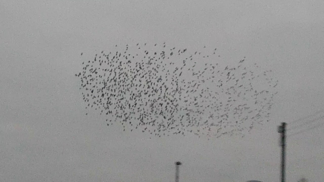 The Bird Dance By David Bowie - YouTube
