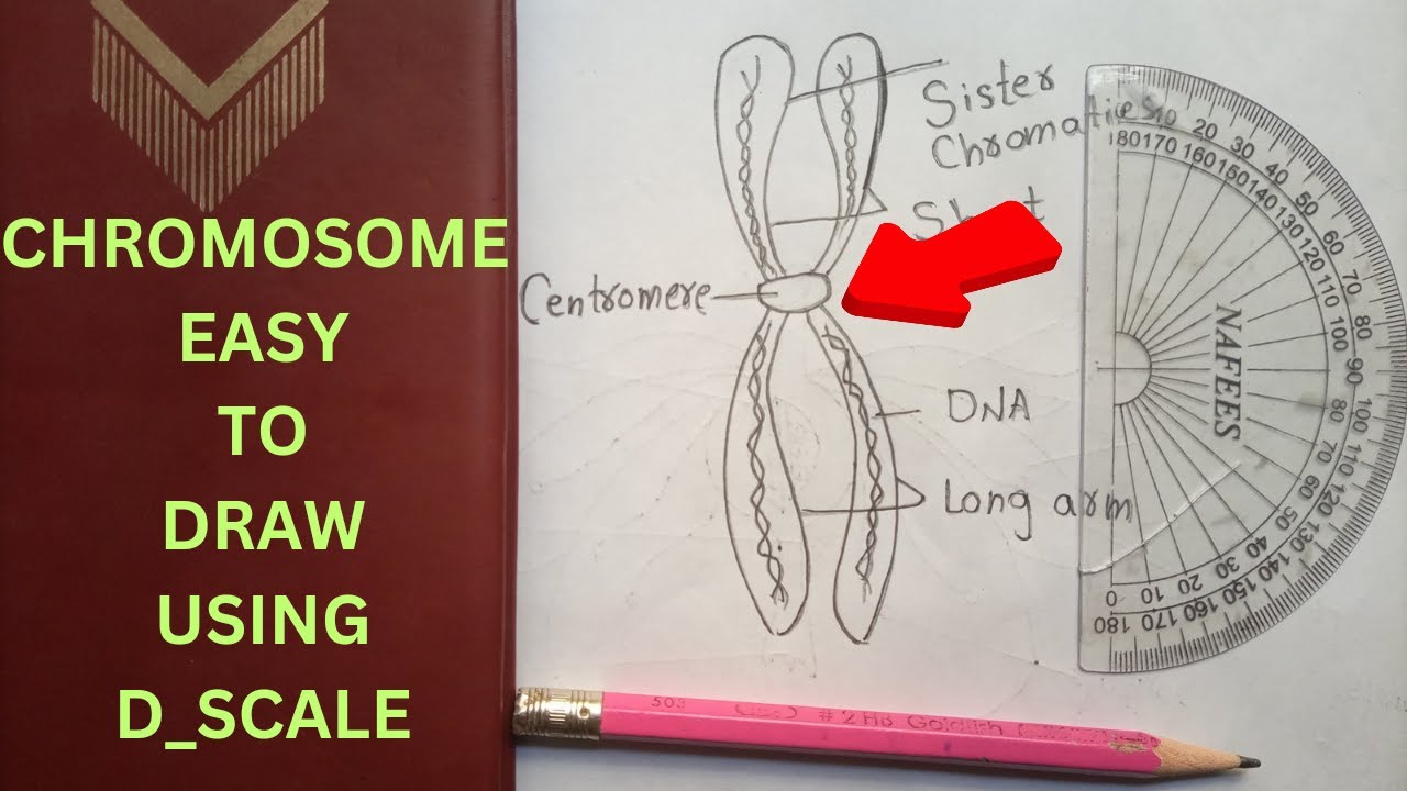 How to Easily Draw Chromosomes Using the D-Scale Technique - YouTube