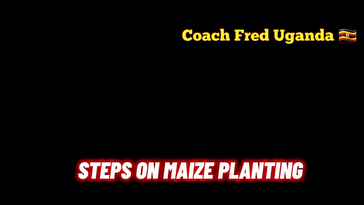 STEP BY STEP ON MAIZE PLANTING 🌽 - YouTube