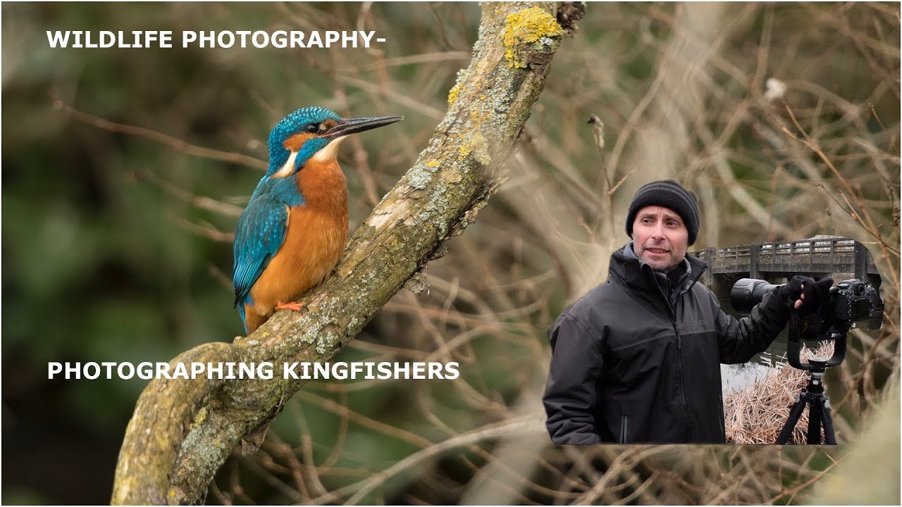 Photographing Kingfishers- wildlife photography. - YouTube