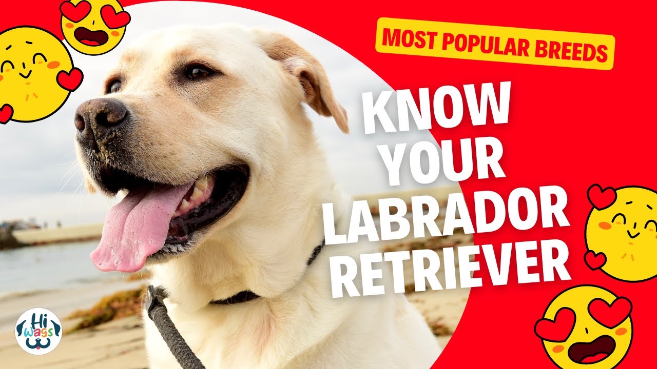 Labrador Retriever Dog Breed Information & Facts🐶⭐ - YouTube