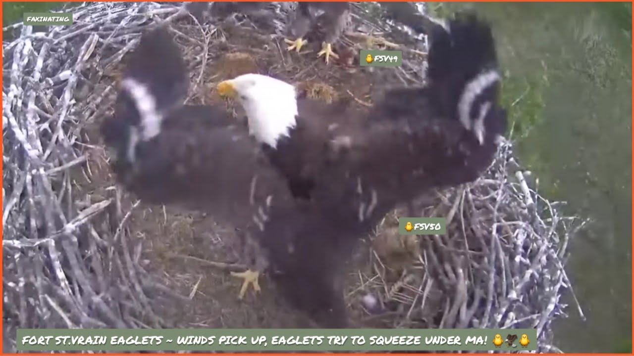 XCEL ENERGY EAGLES ~ WINDS PICK UP, EAGLETS ACCIDENTLY WING-SLAP MA! 🤭 ...