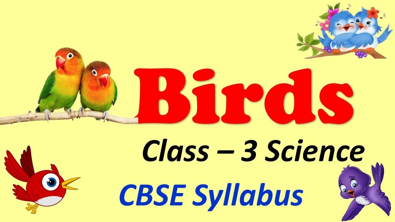 Birds Beaks Nests Claws Food CBSE Class 3 Science ICSE birds-beaks-nests-claws-food-cbse-class-3-science-icse