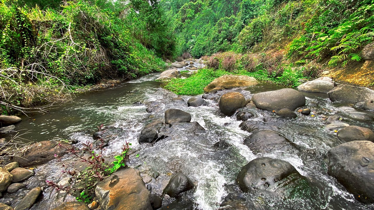Drift Into Instant Relaxation With Soothing Forest Stream And River ...