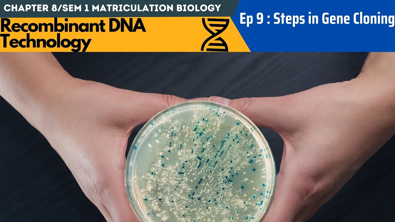 Chapter 8 EP 9 / Sem 1 : Steps in Gene Cloning (Matriculation Biology ...