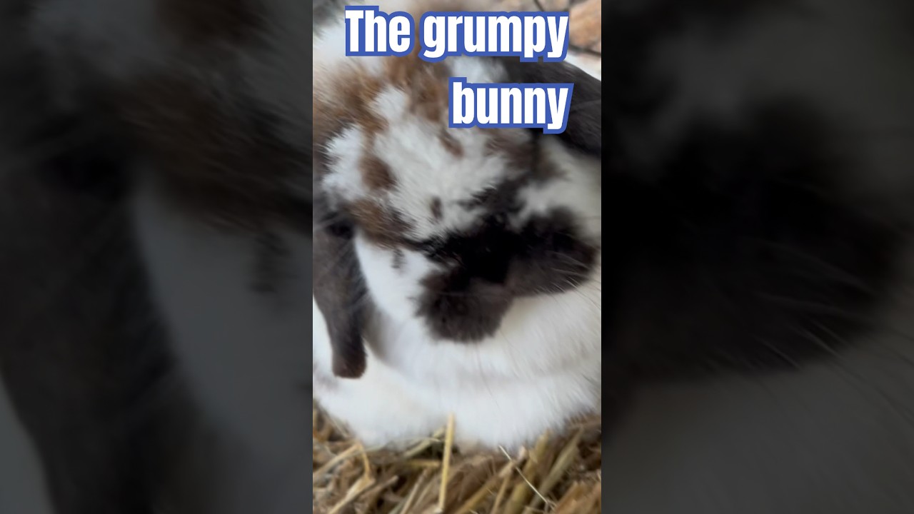 The grumpy bunny #cool #bunny #100% #amazing #grumpy #mammals #rabbits - YouTube