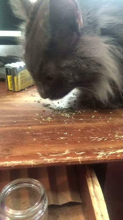 Catnip time with buddy - YouTube
