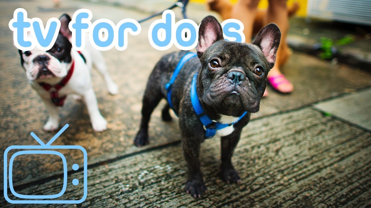 Dog TV! City Walk Virtual TV for Dogs with Calming Music and Squirrels ...