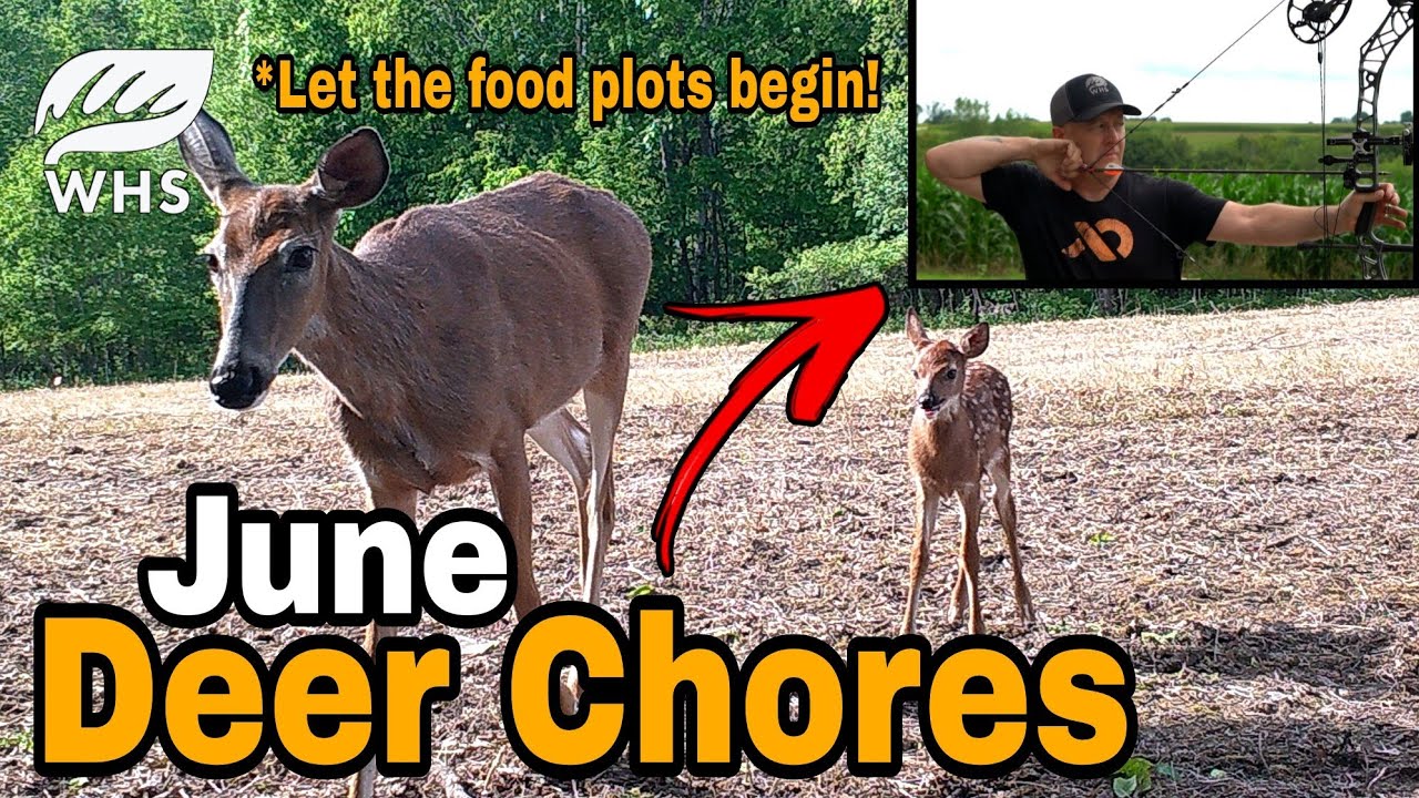 June Deer Chores - YouTube