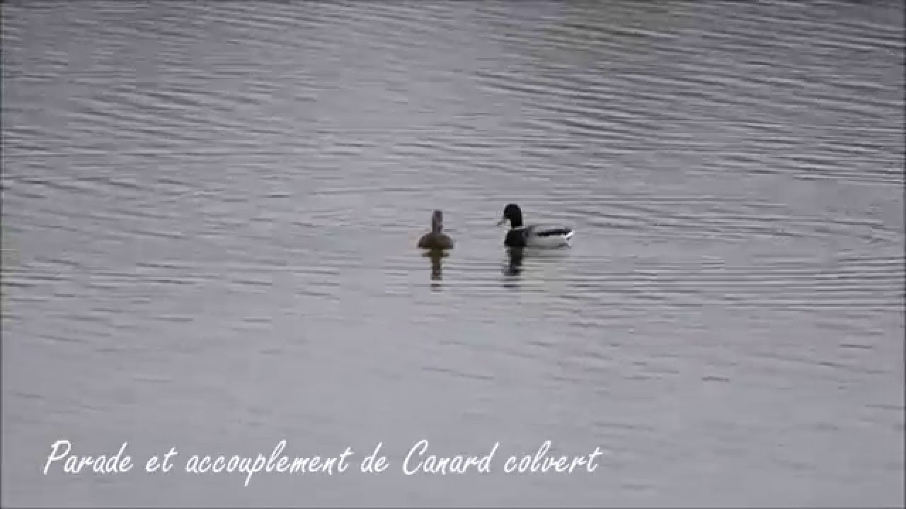 Parade et accouplement de Canard colvert - YouTube