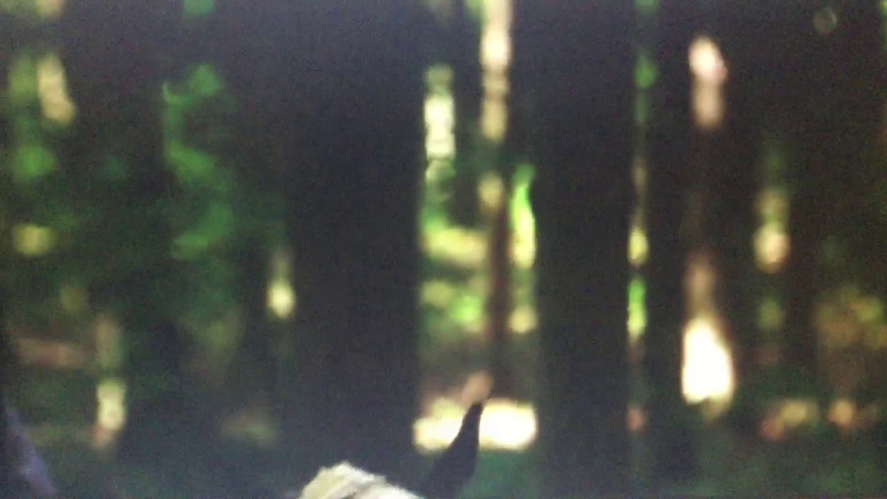 Barney’s great adventure Full forest scene - YouTube