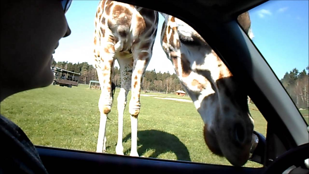 giraffe attack Car/ Giraffe greift Auto an (SerengetiPark Hodenhagen ...