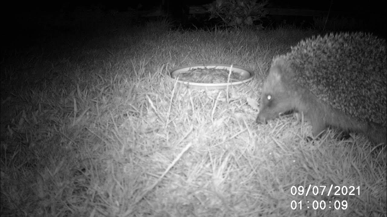 Hedgehog the series part 1 - YouTube Hedgehog the series part 1 - YouTube