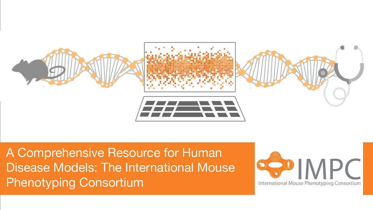 Mouse genes could help decipher human disease - YouTube