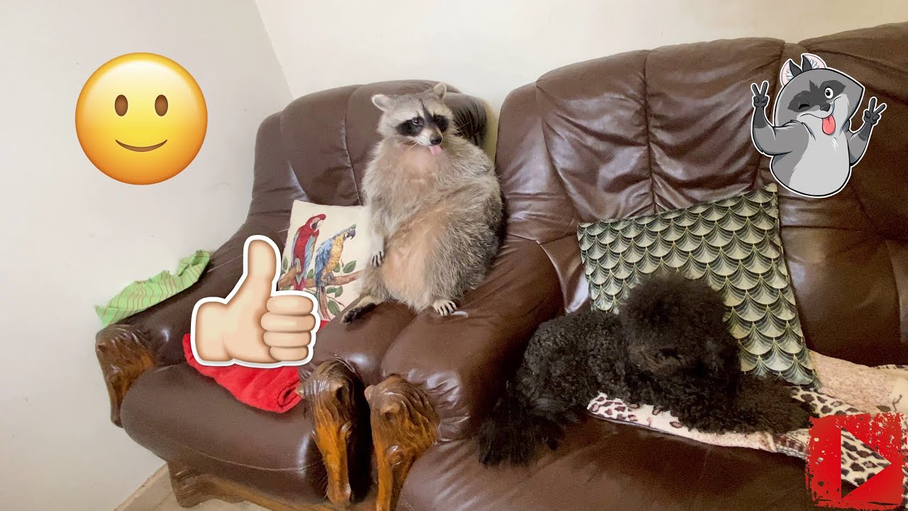 How much energy a raccoon has, especially after he sleeps all day ...