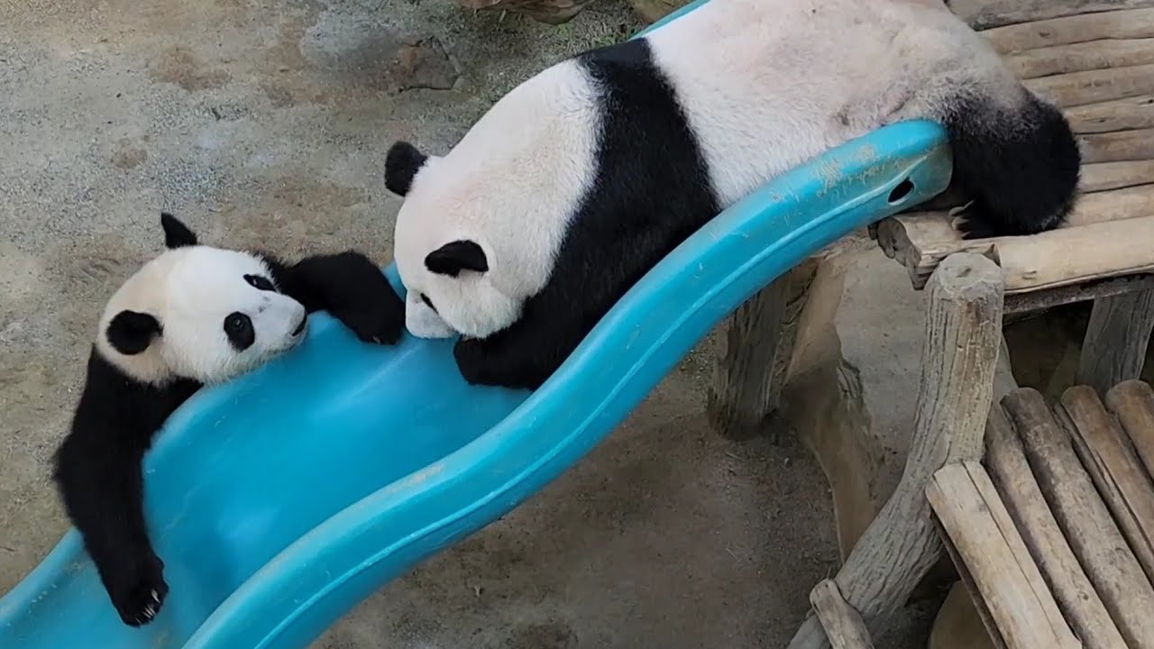 20230114 Giant Panda Sheng Yi 升谊 and mummy Feng Yi 风谊 (aka Liang Liang ...