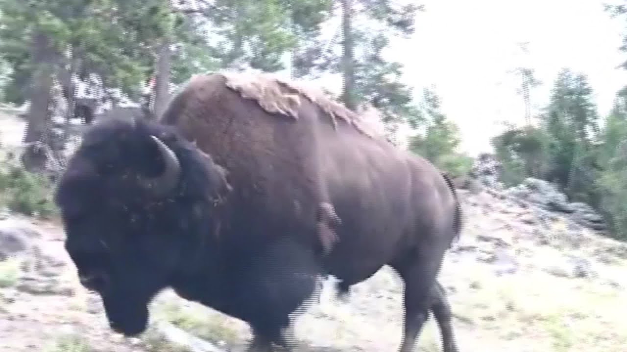 Charging bison tosses girl, 9, into air at Yellowstone National Park ...