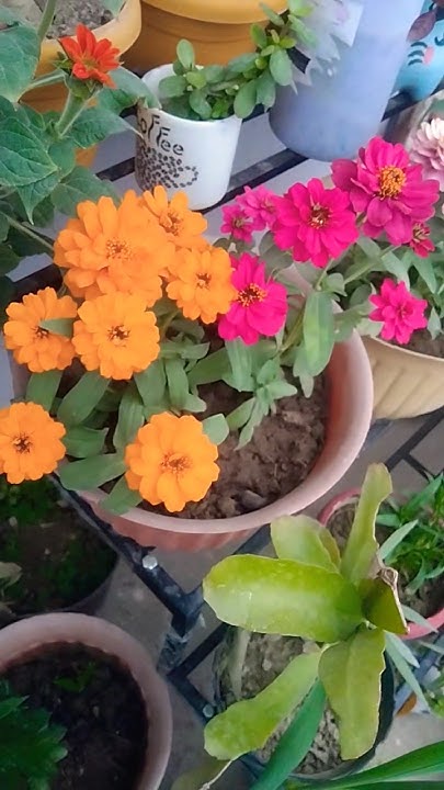 Winter plants full bloom #winterspecial #shorts - YouTube