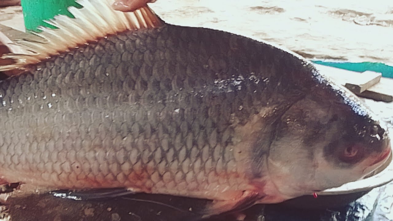 giant big katla fish cutting||very big katla fish cutting skills||Fish ...