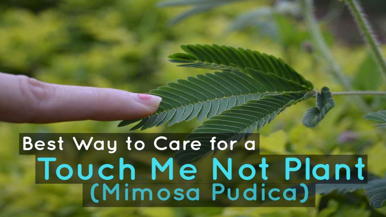 Best Way to Care for a Touch Me Not Plant (Mimosa Pudica) - YouTube