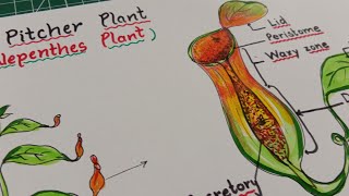 Pitcher Plant Diagram Without Labelling
