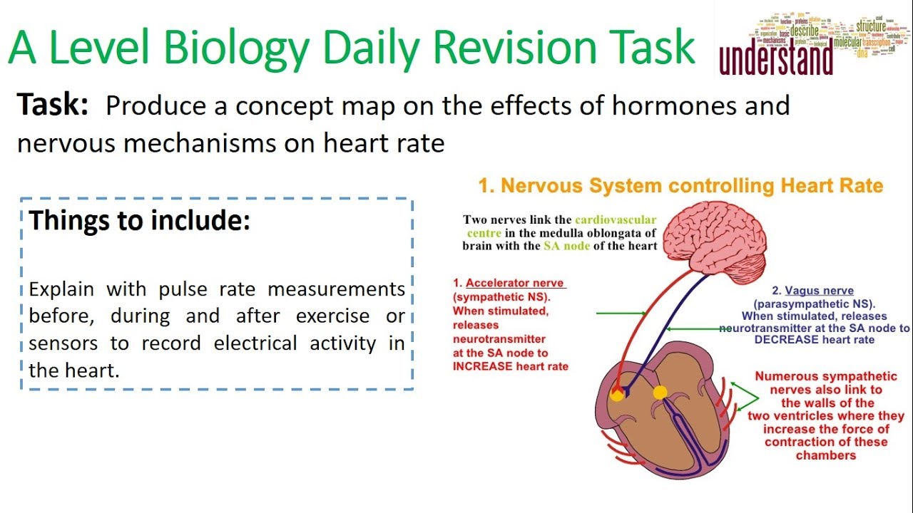 A Level Biology Daily Revision Task 29: The effects of hormones ...