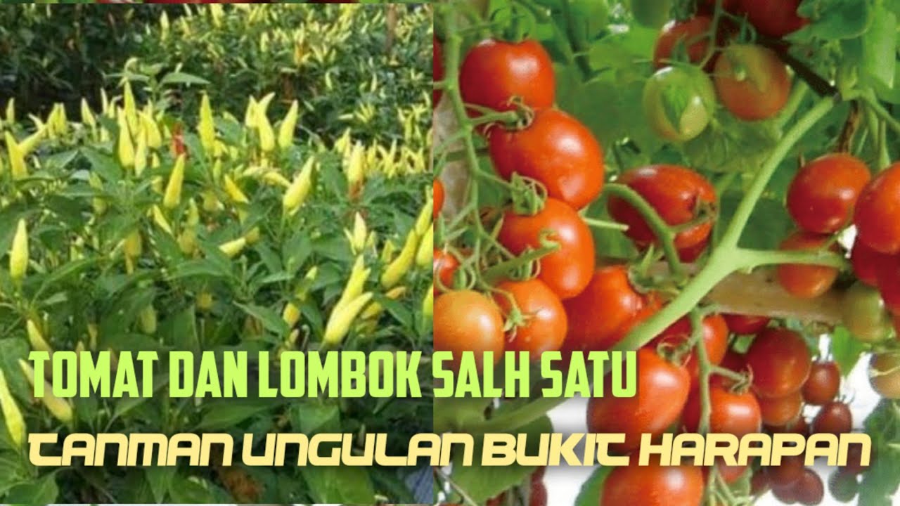 TANAMAN TOMAT DAN LOMBOK PAK MATIUS SUDAH BERBUAH LEBAT - YouTube