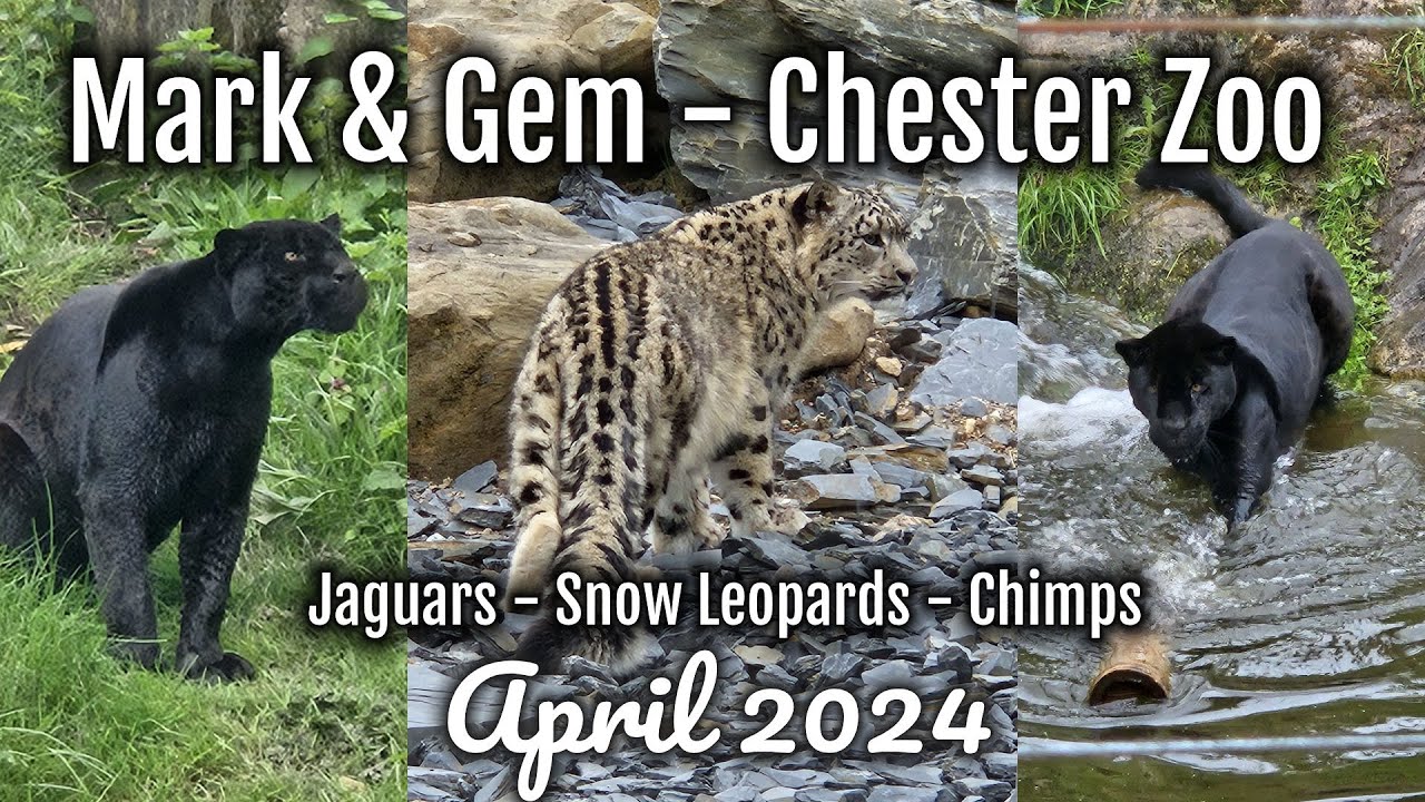 Our Best Inka & Snow Leopard Views Yet! - Chester Zoo - April 2024 ...