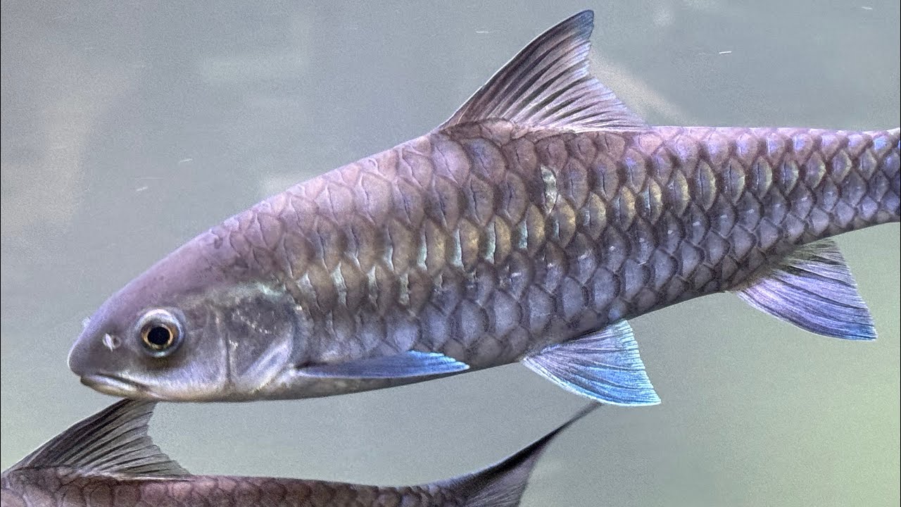 Thailand Royal Blue Mahseer - Neolissochilus Stracheyi - YouTube