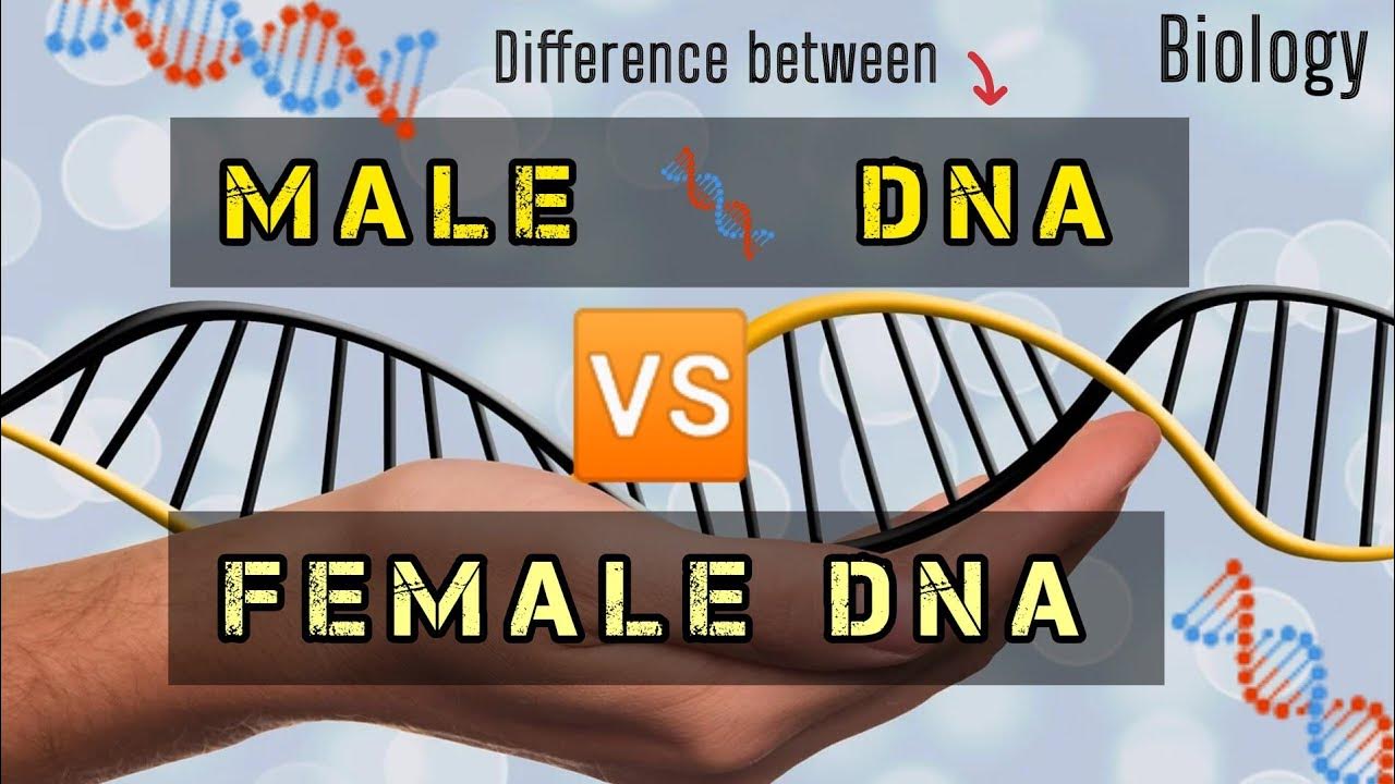 Male DNA vs Female DNA #DNA - YouTube